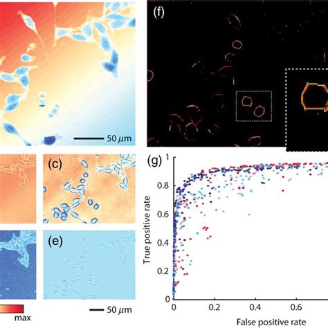 Random Walker Rw Based Image Segmentation For Phase Unwrapping A Download Scientific