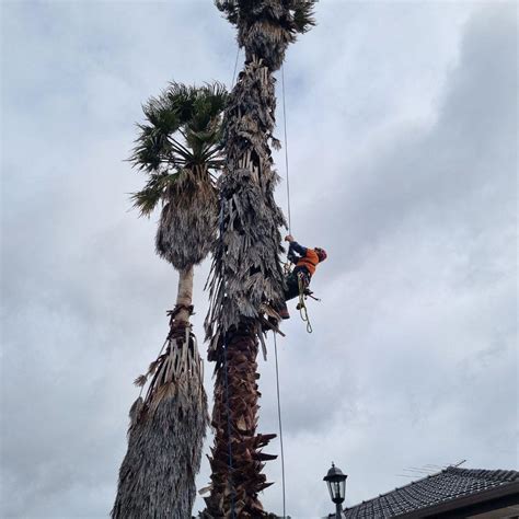 Gallery Eid Tree Services