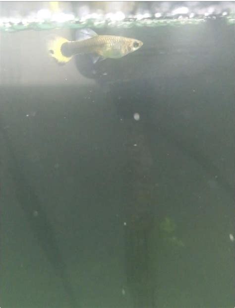 Help Determining Sex R Guppies