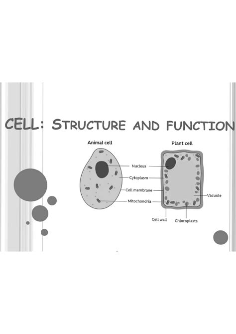 SOLUTION Cell Structure And Function Studypool SOLUTION Cell Structure And Function Studypool