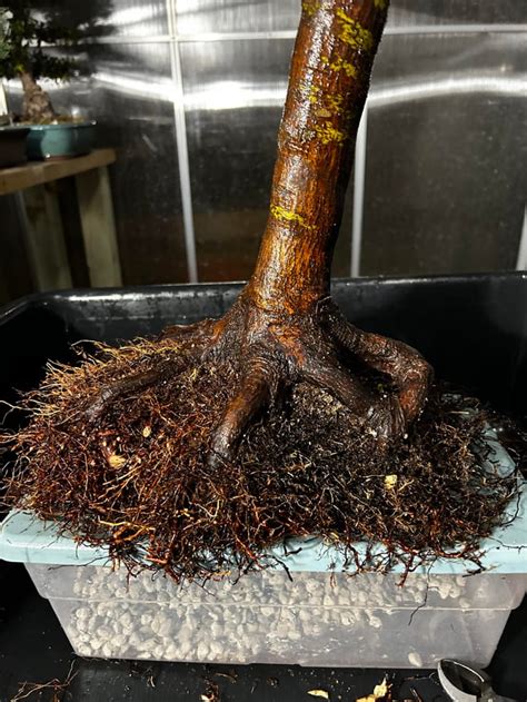 Spent All Day Repotting This Japanese Maple Rbonsai