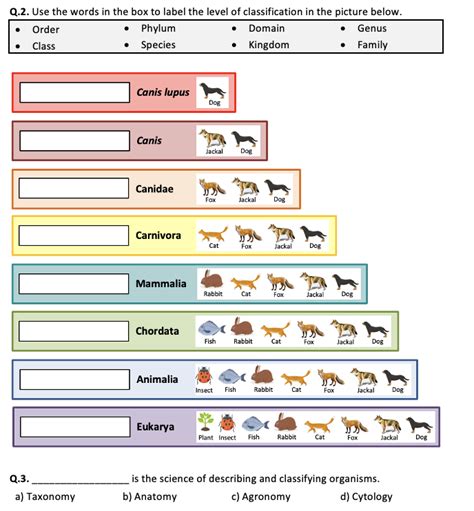 Taxonomy Classification Worksheet 1 Name Period Taxonomy