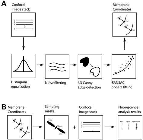 Schematic Illustrating The Membrane Fragment Detection Algorithm A Download Scientific