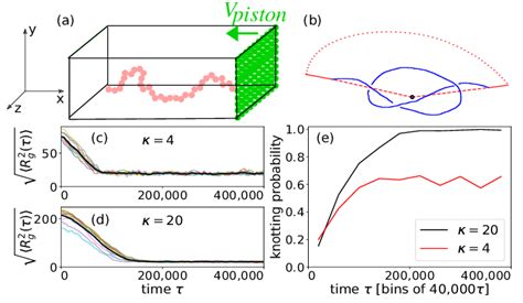 Schematics Of The Simulation Model A A Semi Flexible Bead Spring Download Scientific Diagram