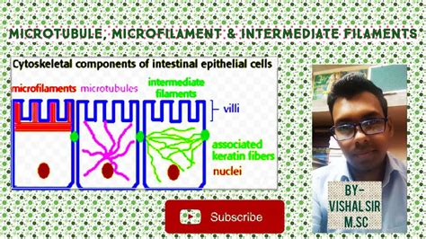 Microtubule Microfilament And Intermediate Filaments As Cytoskeleton Cell Biology Cytology
