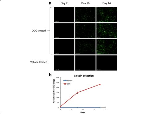 Mineralization Dynamics Of Differentiating Osteoblasts Treated With Download Scientific Diagram