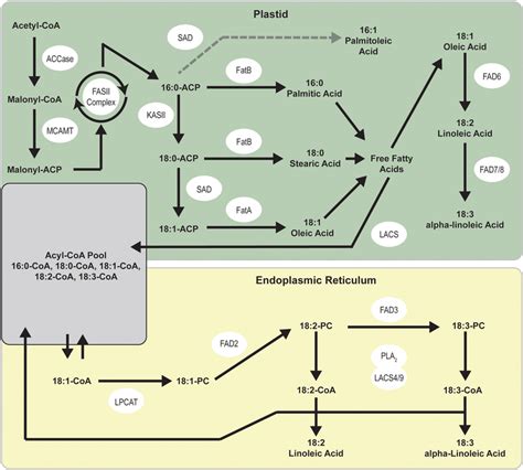 Simplified Overview Of The Plant Fatty Acid Biosynthetic Pathway The