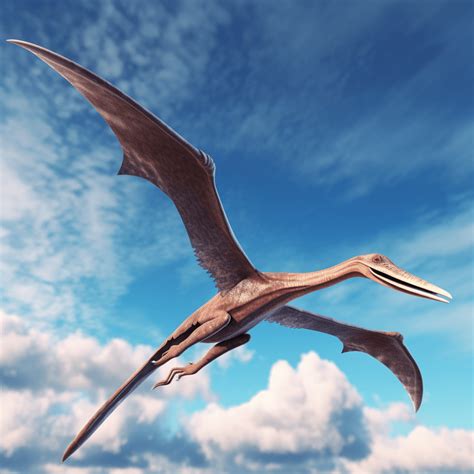 Pterosaurs Uncovered Prehistoric Rulers Of The Ancient Skies