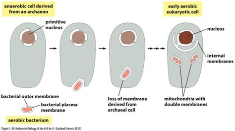 Lecture 12 Eukaryotes Flashcards Quizlet