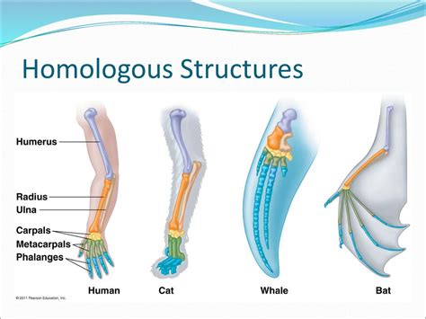 Ch 22 Warm Up Compare And Contrast Natural Selection Vs Artificial Selection What Are The Key