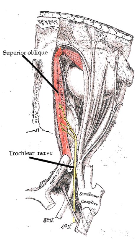 What Is The Function Of The Trochlear Nerve Cranial Nerve Iv — Brain Stuff