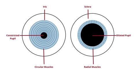 Eyelogic Blog Pupil Responses As Indicators Of Cognitive Load