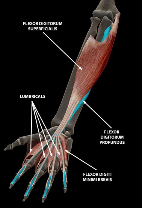 A Digital Post Fingers And Thumbs