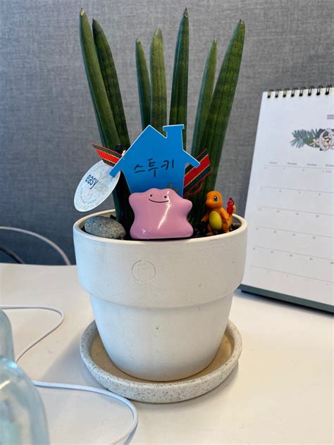 메타몽 And 파이리 콜리 Colley