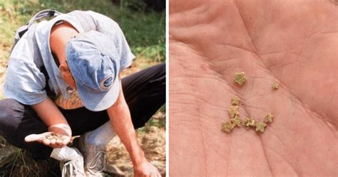 Starwell What Are These Star Shaped Fossils Found Near Bristol