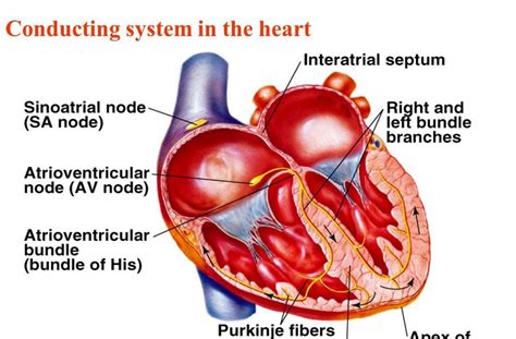 Atrioventricular Node