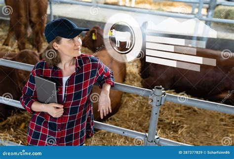 Woman Farmer With Tablet Computer Inspects Cows At A Dairy Farm Herd Management Stock Image