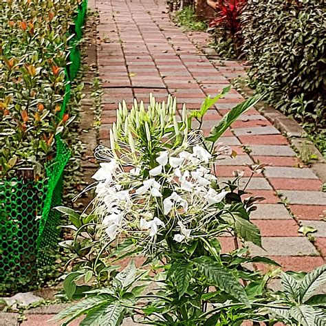 Raspberry Pi 樹莓派 Added A New Photo Raspberry Pi 樹莓派