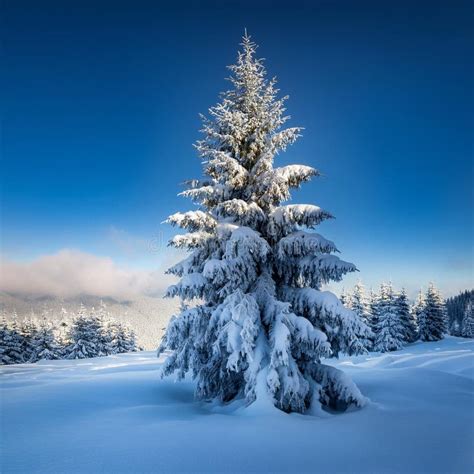 Fir Tree Scient Class Abies Covered With Snow Ai Generated Stock