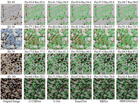 visualization of cell localization performance of multiple models on download scientific