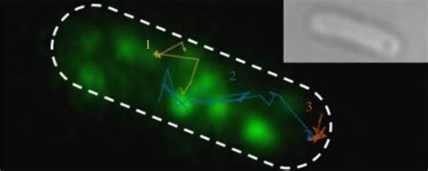 E Coli Chemotaxis The Baffling Intelligence Of A Single Cell
