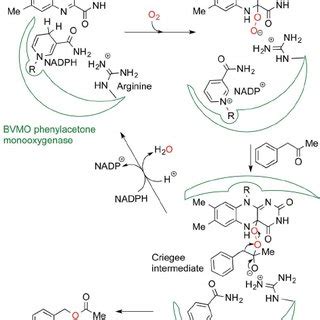 Examples Of Ester Containing Natural Products Download Scientific Diagram
