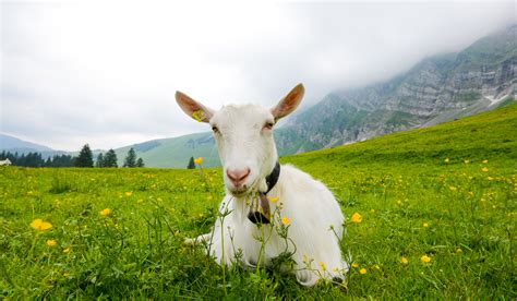 White Goat Breeds Farmhouse Guide