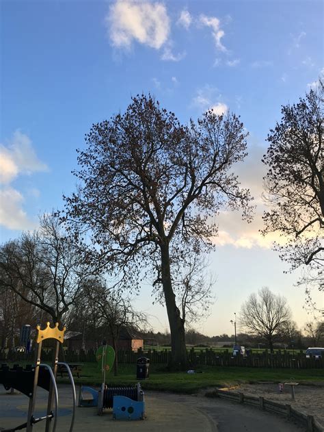 Visual Tree Assessments Vta Stratford Upon Avon District Council