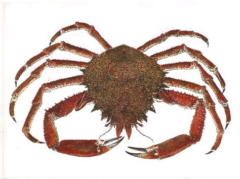 Spider Crab Crustaceans Hand Coloured Etching Print By Artist Debby Mason