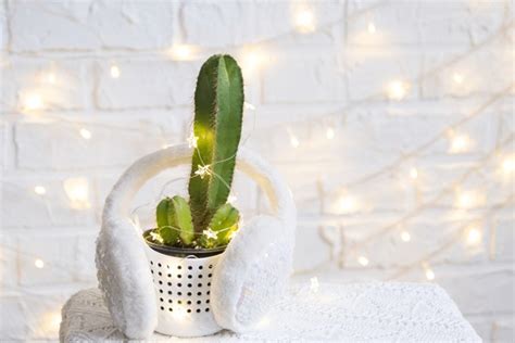 imágenes fotos de stock objetos en D y vectores sobre Cactus fuck Shutterstock
