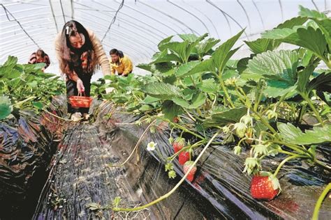 头茬草莓抢鲜上市 杭州影像 杭州网