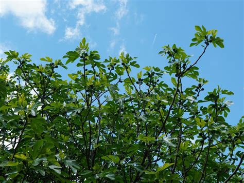 Fig Tree Ficus Carica With Green Ripening Fruits On Blue Sky Stock
