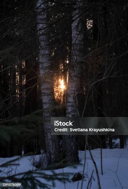 마법의 동화 속 숲 신비로운 어두운 분위기와 태양과 함께 일몰 0명에 대한 스톡 사진 및 기타 이미지 0명 가을 계절 Istock