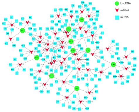Lncrna Mirna Mrna Coexpression Network This Interaction Network Is