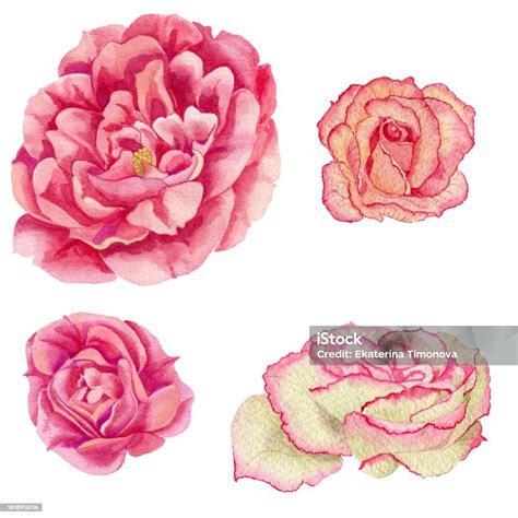 아름 다운 피는 장미는 흰색 배경에 고립되어 있습니다 클립아트 녹색 줄기와 잎이 있는 꽃잎과 새싹 카드 핸드메이드 직물 인쇄물