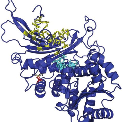 Three Dimensional Structure Of Glucose 6 Phosphate Dehydrogenase G6pd Download Scientific