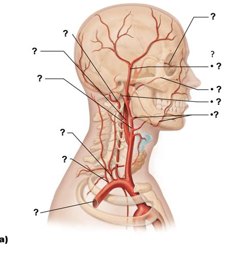 Lesson 5 Diagram Quizlet