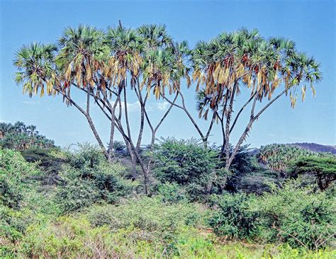 Hyphaene Thebaica Monaco Nature Encyclopedia