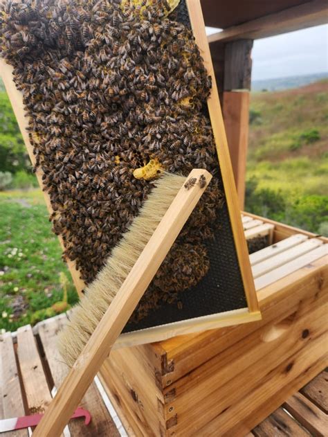 Strange Comb Behaviour Rbeekeeping