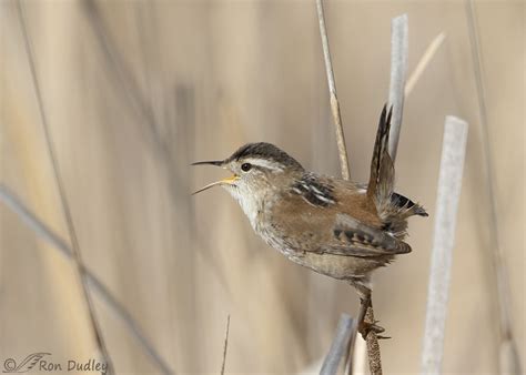 Marsh Wren Sound