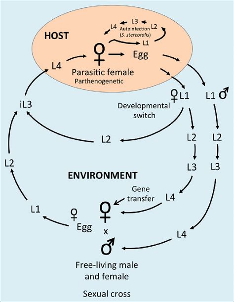 Life Cycle Of Strongyloides Stercoralis Figure 4 17 Life Cycle Of