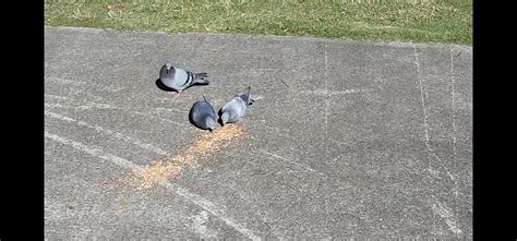 birds detection object detection dataset and pre trained model by data from engineering