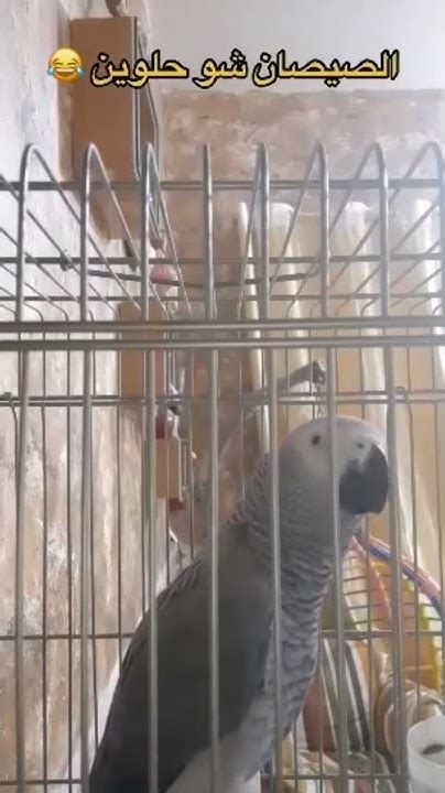 الصيصان شو حلوين Youtube