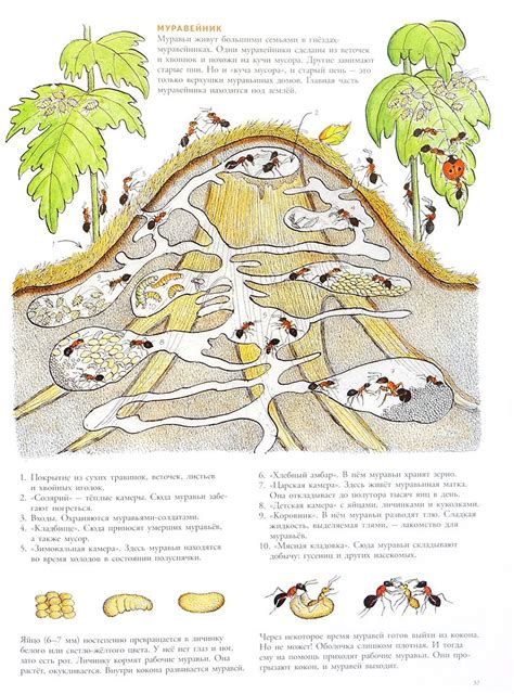 Ant Colony Structure Diagram Wip Giant Ant Colony — Prof