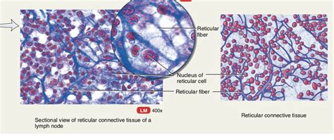 Reticular Connective Tissue Lymph Node