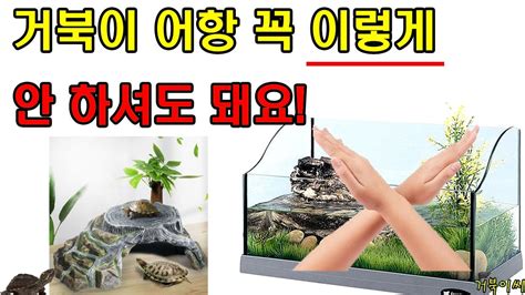 [ 거북이씨 ] 거북이 어항 꼭 이렇게 안 하셔도 돼요 Youtube