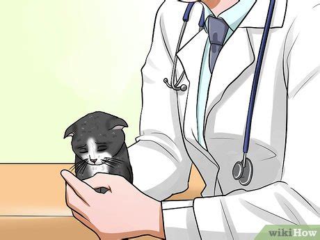 How To Feed Kittens 14 Steps With Pictures WikiHow Pet