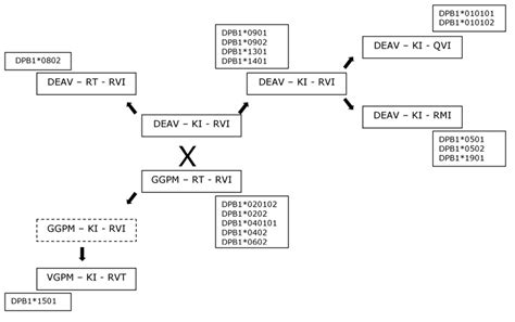 Evolutionary Relationship Of Extended Hla Dpb1 Polymorphism Download Scientific Diagram