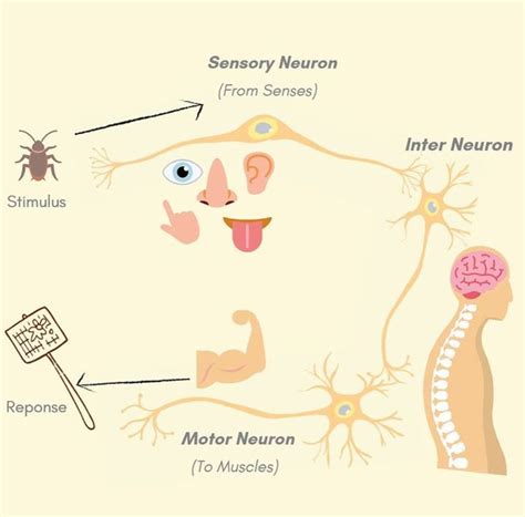 Functioning Of Neurons Psychology