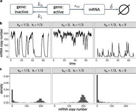 A Two State Stochastic Model Of The Expression Levels Of One Gene A A Download Scientific